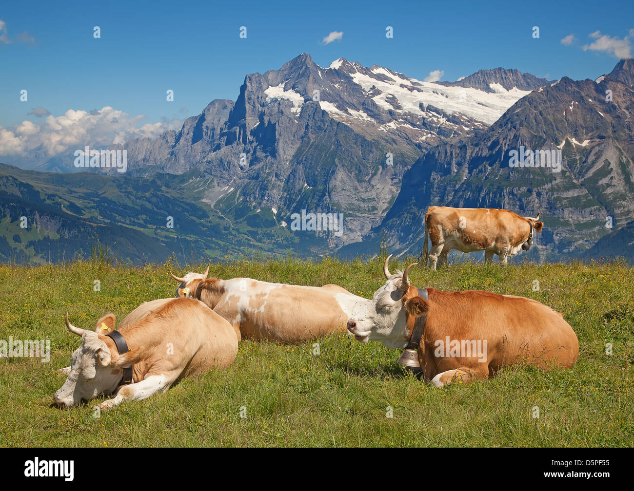 Swiss cow in the alps Stock Photo - Alamy