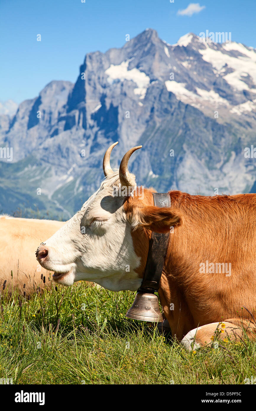 Swiss cow in the alps Stock Photo - Alamy