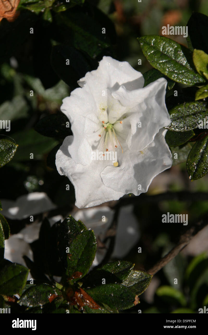 White azalea hi-res stock photography and images - Alamy