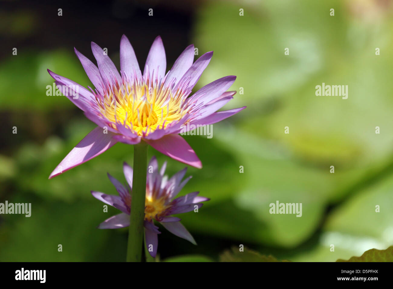 The lotus pool hi-res stock photography and images - Alamy