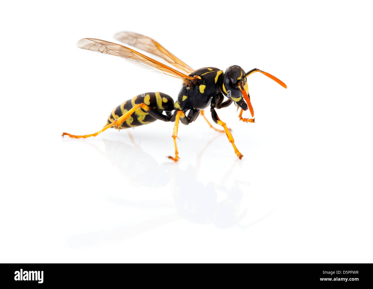 wasp isolated on white background Stock Photo - Alamy