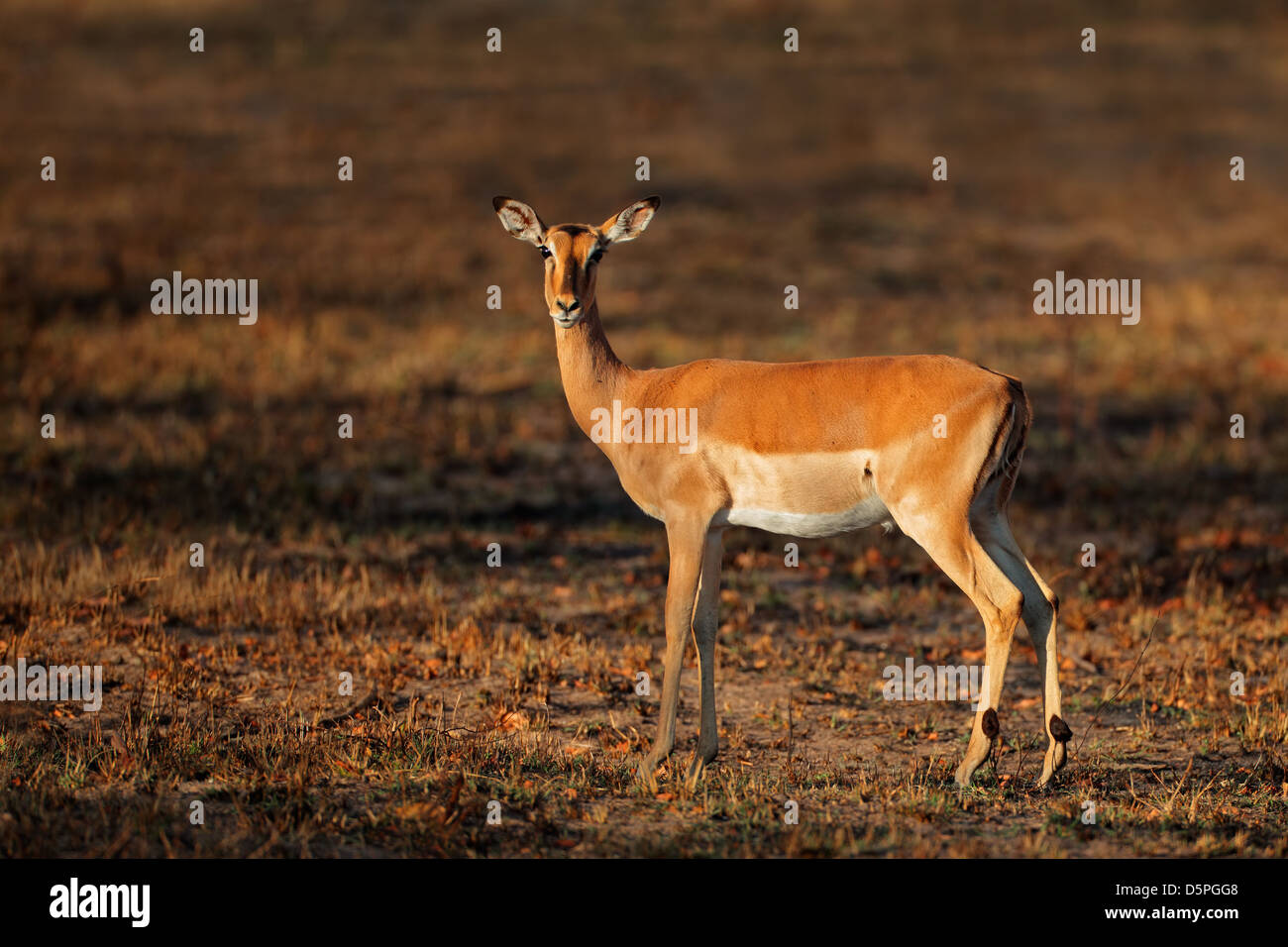 Female impala antelope (Aepyceros melampus), South Africa Stock Photo ...