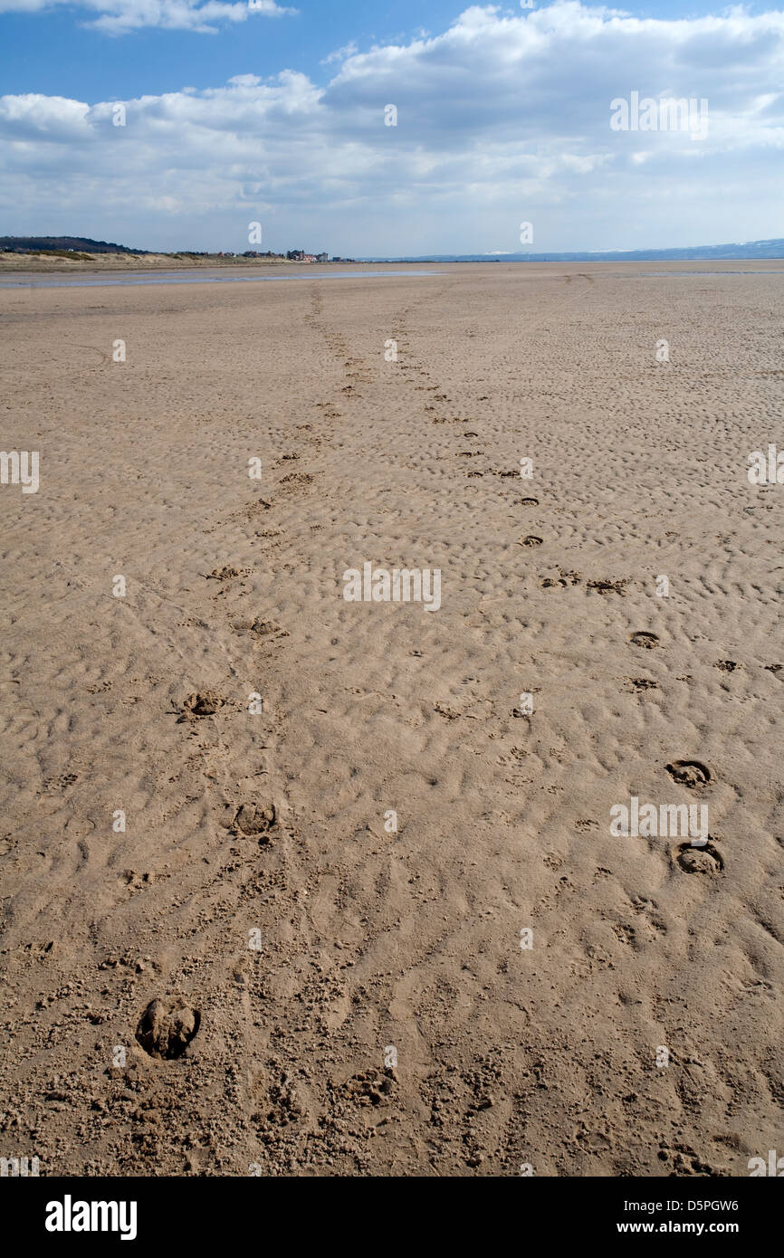 Horse hoof prints on the beach at Red Rocks on The Wirral Peninsula ...