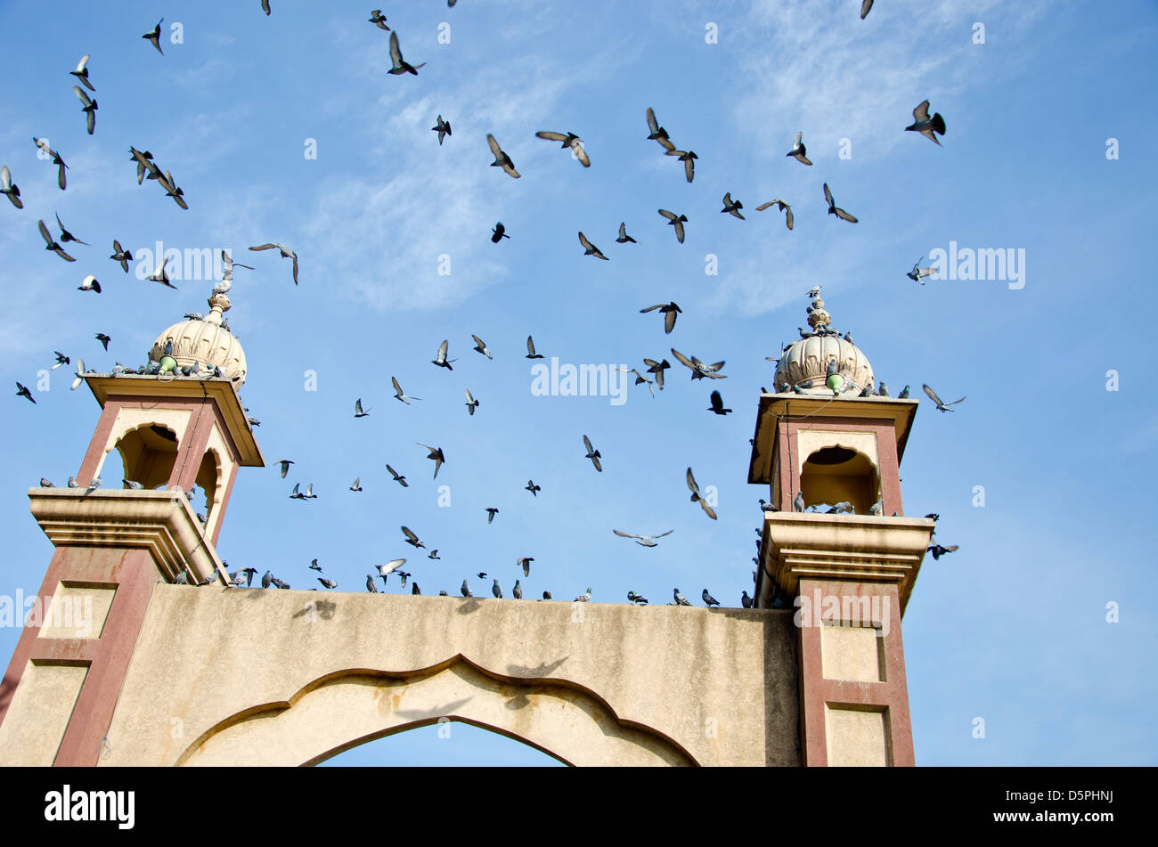India gate bird hi-res stock photography and images - Alamy