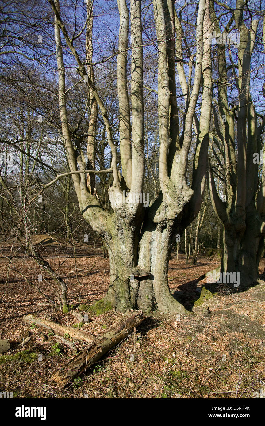 HIgh Beech Epping Forest Essex England UK Europe Stock Photo - Alamy