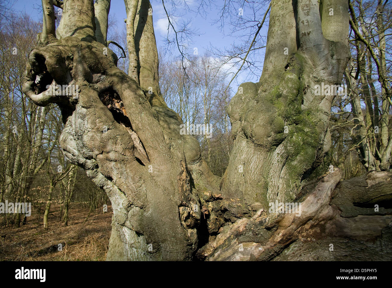 HIgh Beech Epping Forest Essex England UK Europe Stock Photo - Alamy