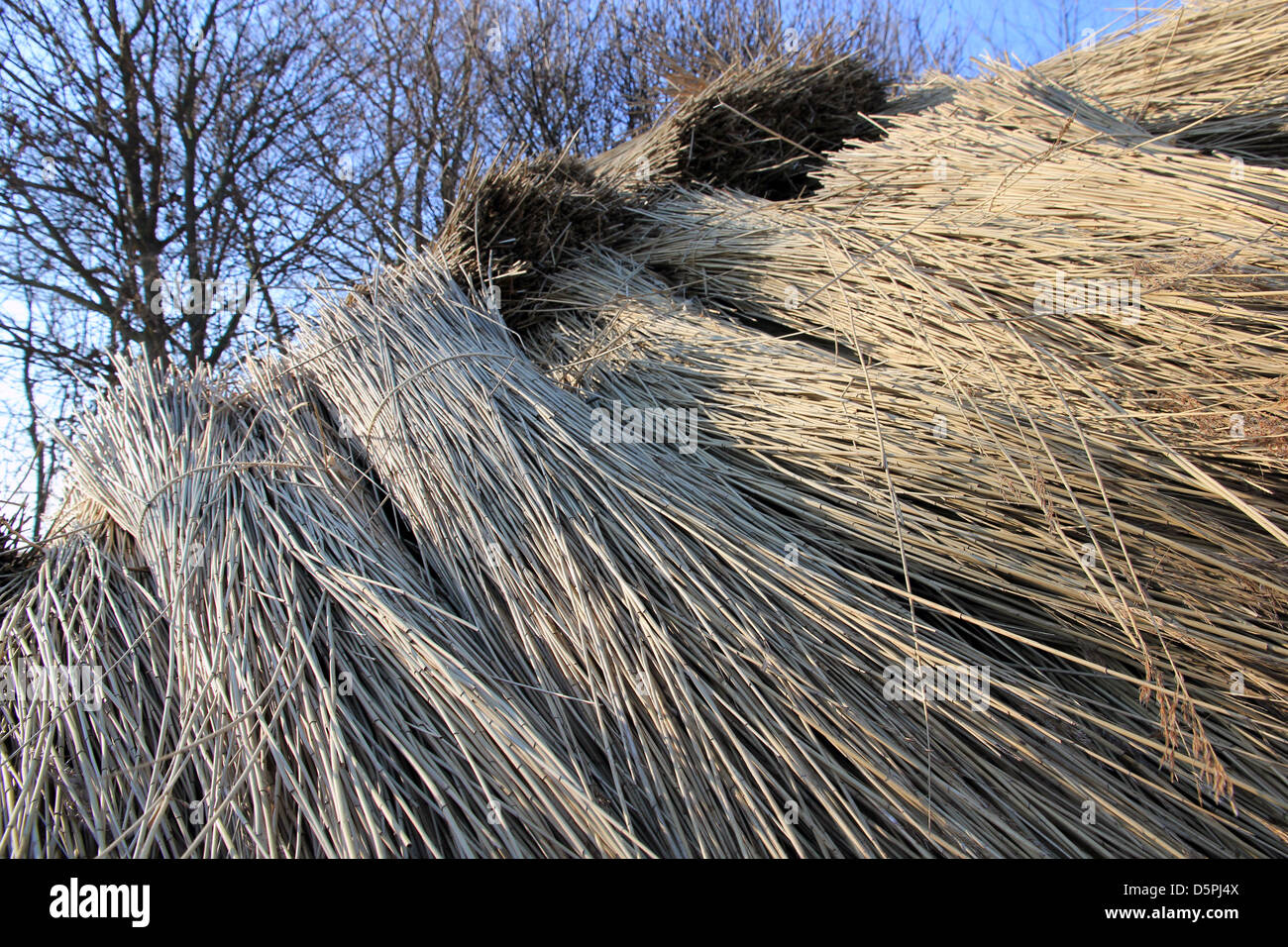 Harvested and stacked reeds for roof thatching, Dingle Marshes ...