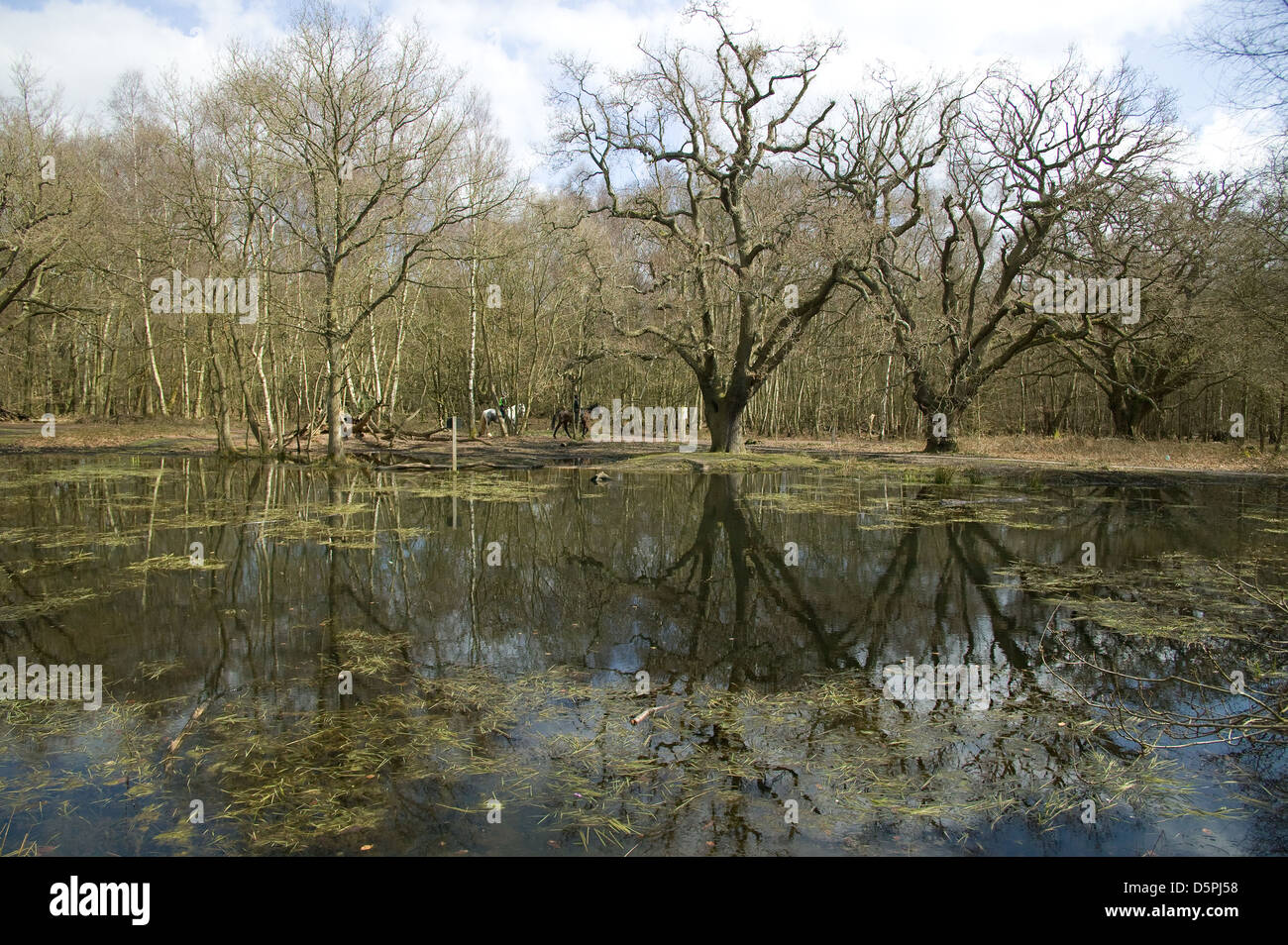 HIgh Beech Epping Forest Essex England UK Europe Stock Photo - Alamy