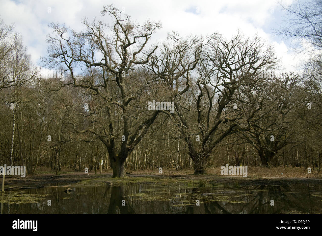 High beech epping hi-res stock photography and images - Alamy