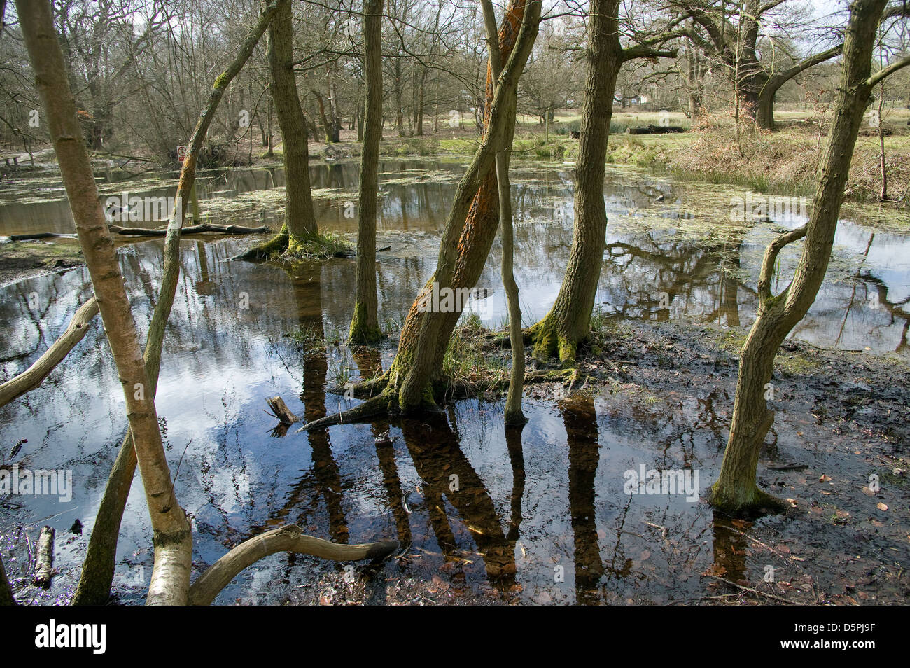 High beech epping hi-res stock photography and images - Alamy