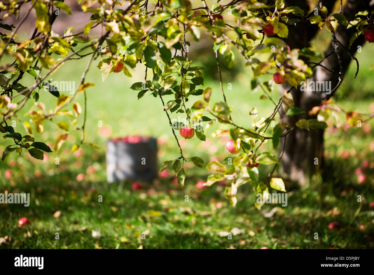 Big apple tree in beautiful autumn colors Stock Photo - Alamy