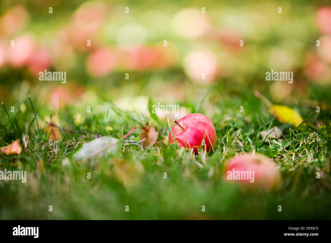 Fallen apples in ground, focus on one apple Stock Photo - Alamy