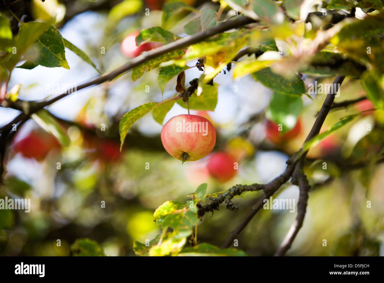 Big apple tree in beautiful autumn colors Stock Photo - Alamy