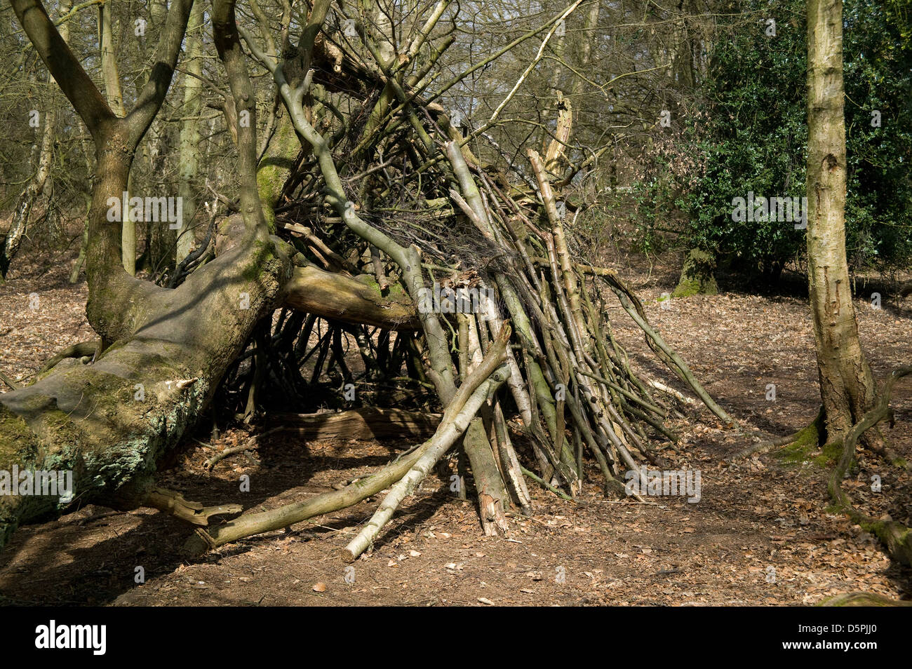 HIgh Beech Epping Forest Essex England UK Europe Stock Photo - Alamy