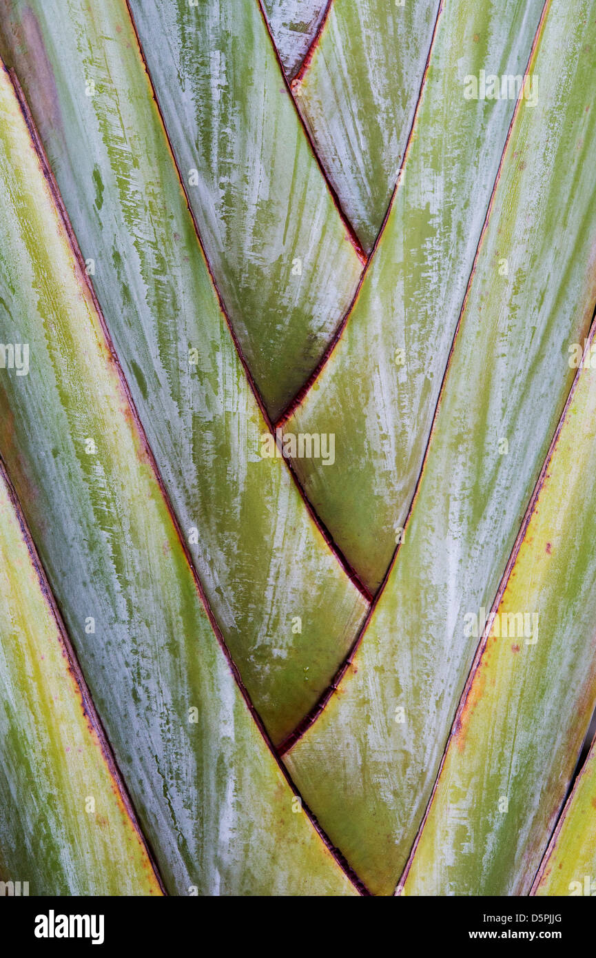 Travelers Palm leaf petioles pattern Stock Photo - Alamy