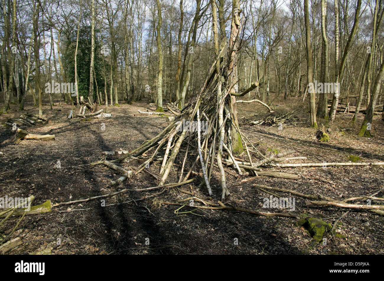 HIgh Beech Epping Forest Essex England UK Europe Stock Photo - Alamy