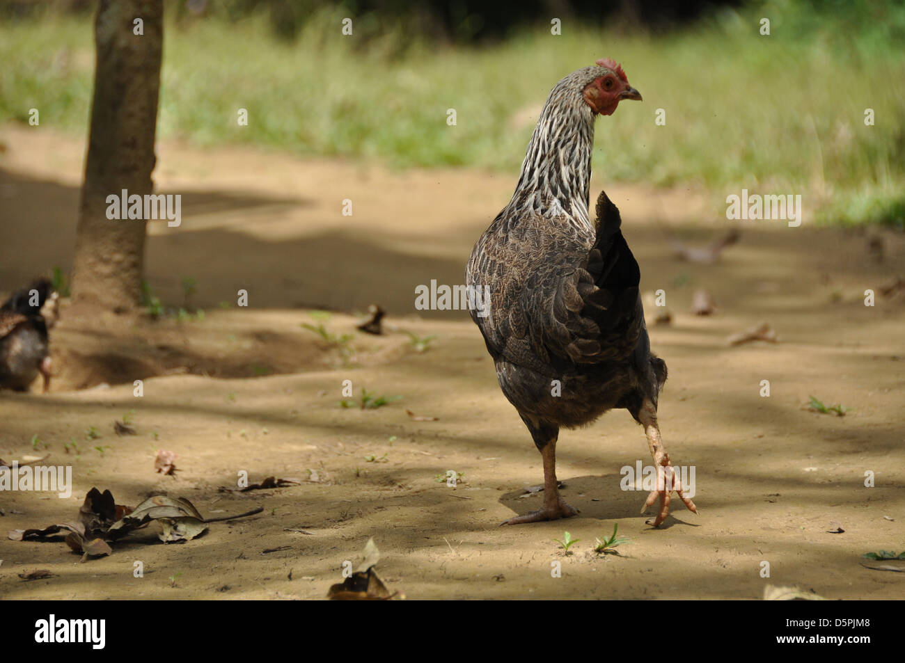 Free roaming chicken hi-res stock photography and images - Alamy