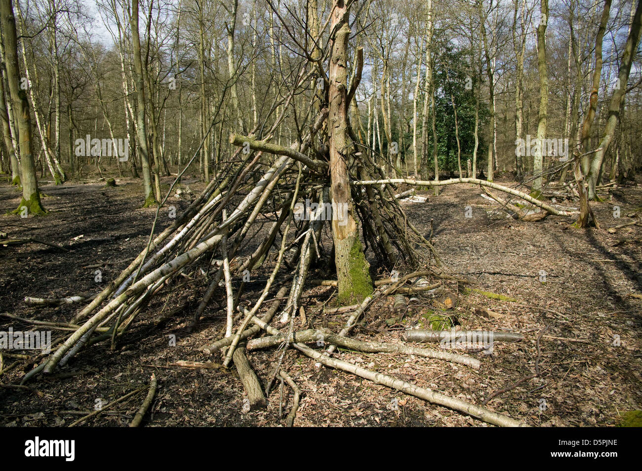 Clearing damaged trees hi-res stock photography and images - Alamy