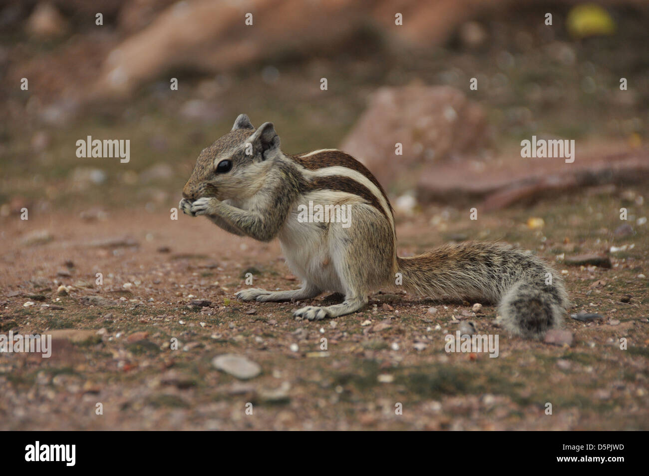 Northern palm squirrel (Funambulus pennantii Stock Photo - Alamy