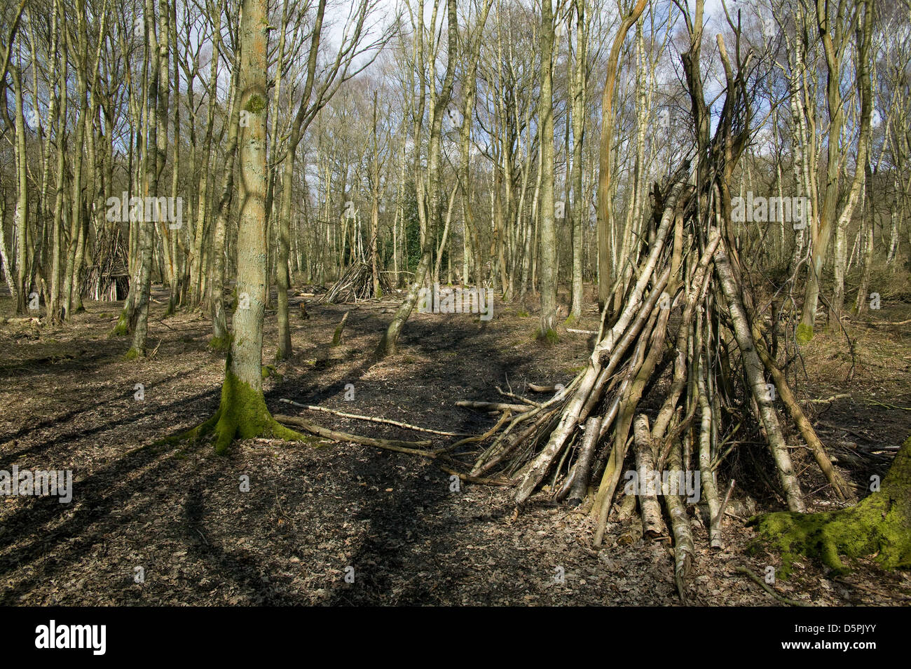Forest clearing uk hi-res stock photography and images - Alamy