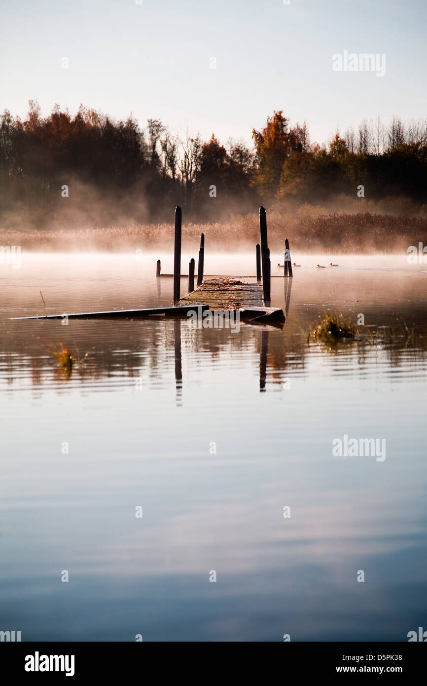 Tree morning glory hi-res stock photography and images - Alamy