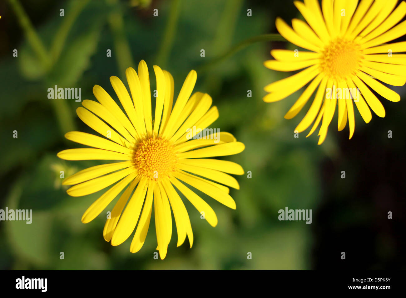 Two bright-yellow sun-like flowers on the blurred vegetation background ...