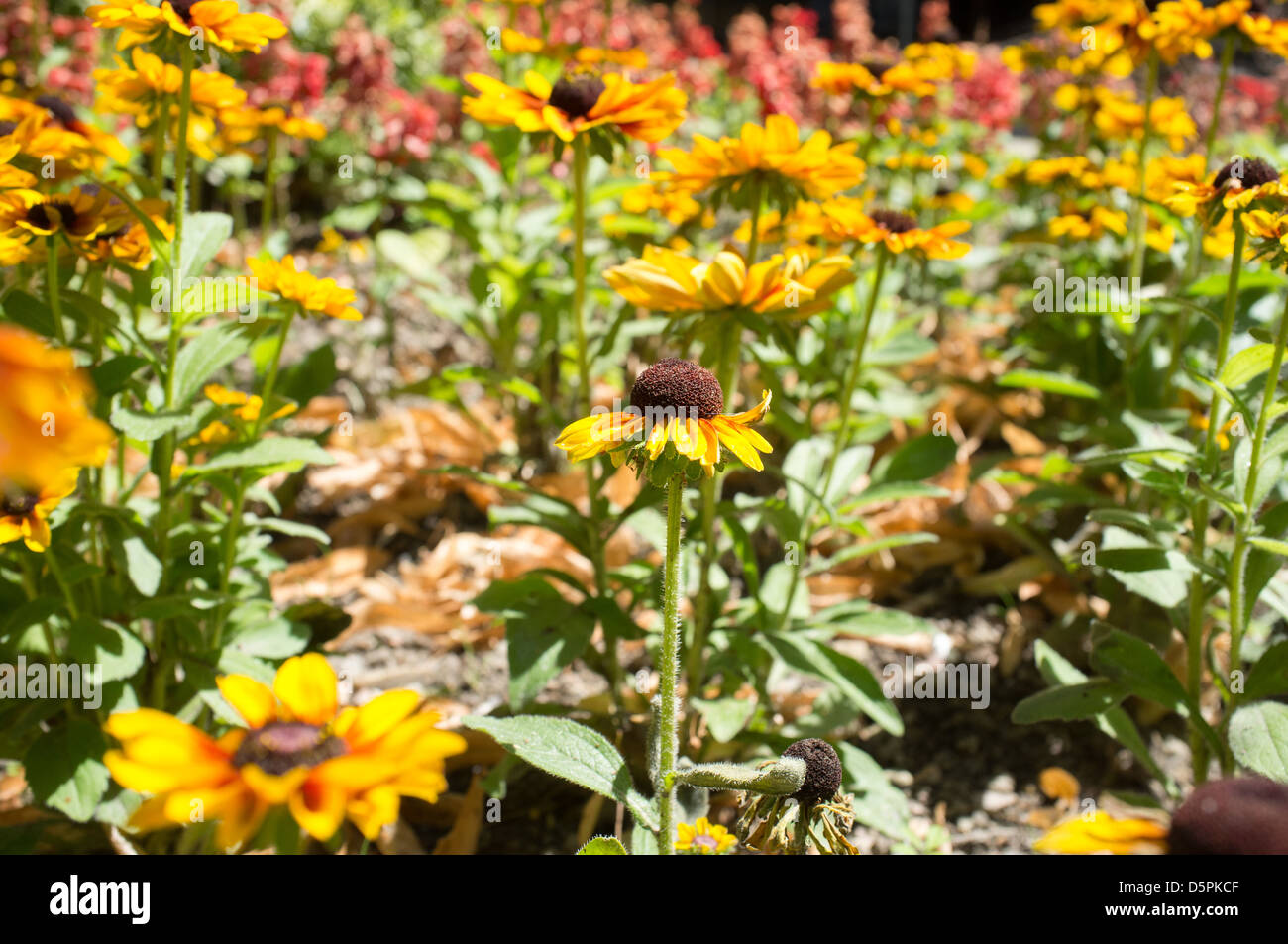 Flower field in Arles, Provence, France Stock Photo - Alamy