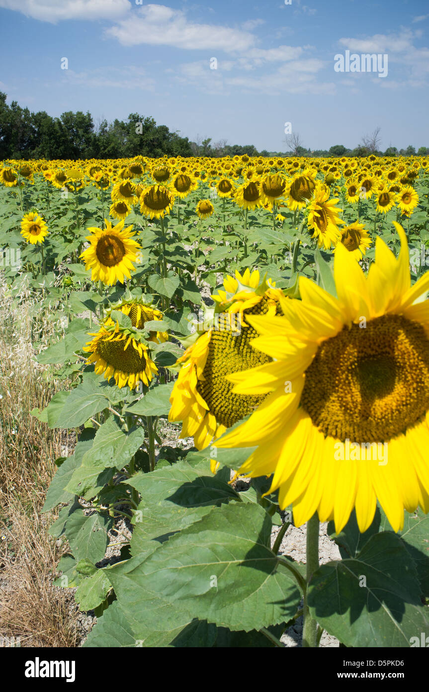 sunflower field in Arles, Provence, France Stock Photo - Alamy