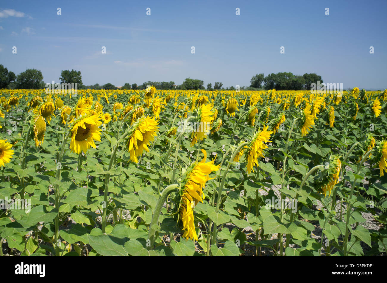 Sunflower field in Arles, Provence, France Stock Photo - Alamy