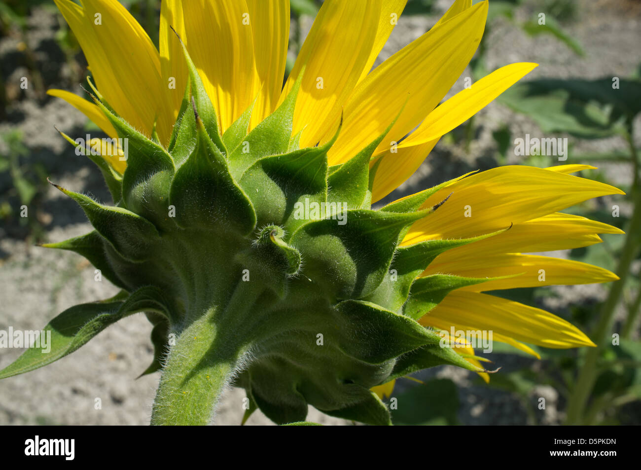Back side sunflower hi-res stock photography and images - Alamy
