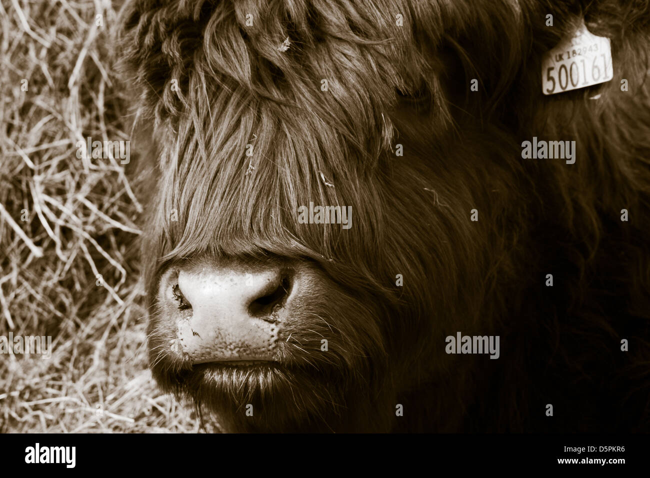Highland cattle portrait hi-res stock photography and images - Alamy