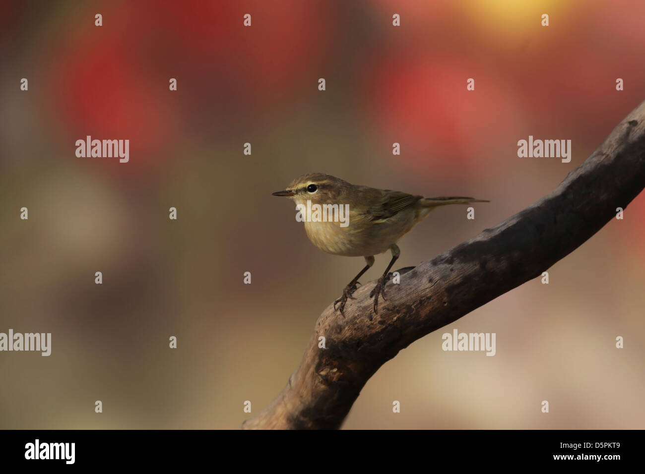 Common Chiffchaff, or simply the Chiffchaff, (Phylloscopus collybita ...