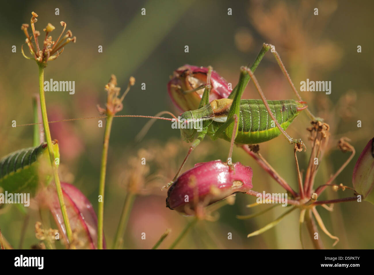 Crickets insect hi-res stock photography and images - Alamy