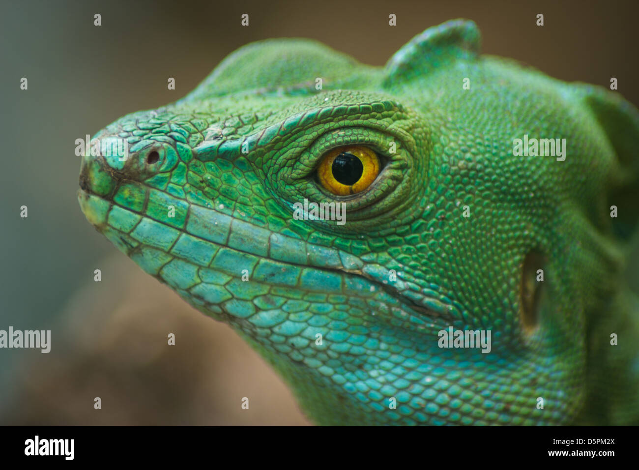 Basilisco hi-res stock photography and images - Alamy