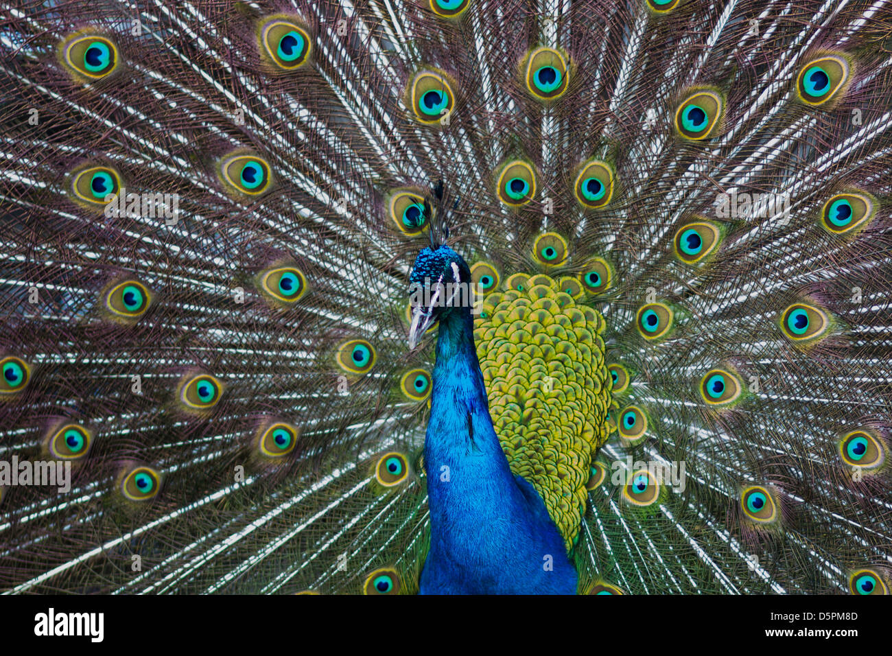 Peacock with wings out Stock Photo - Alamy
