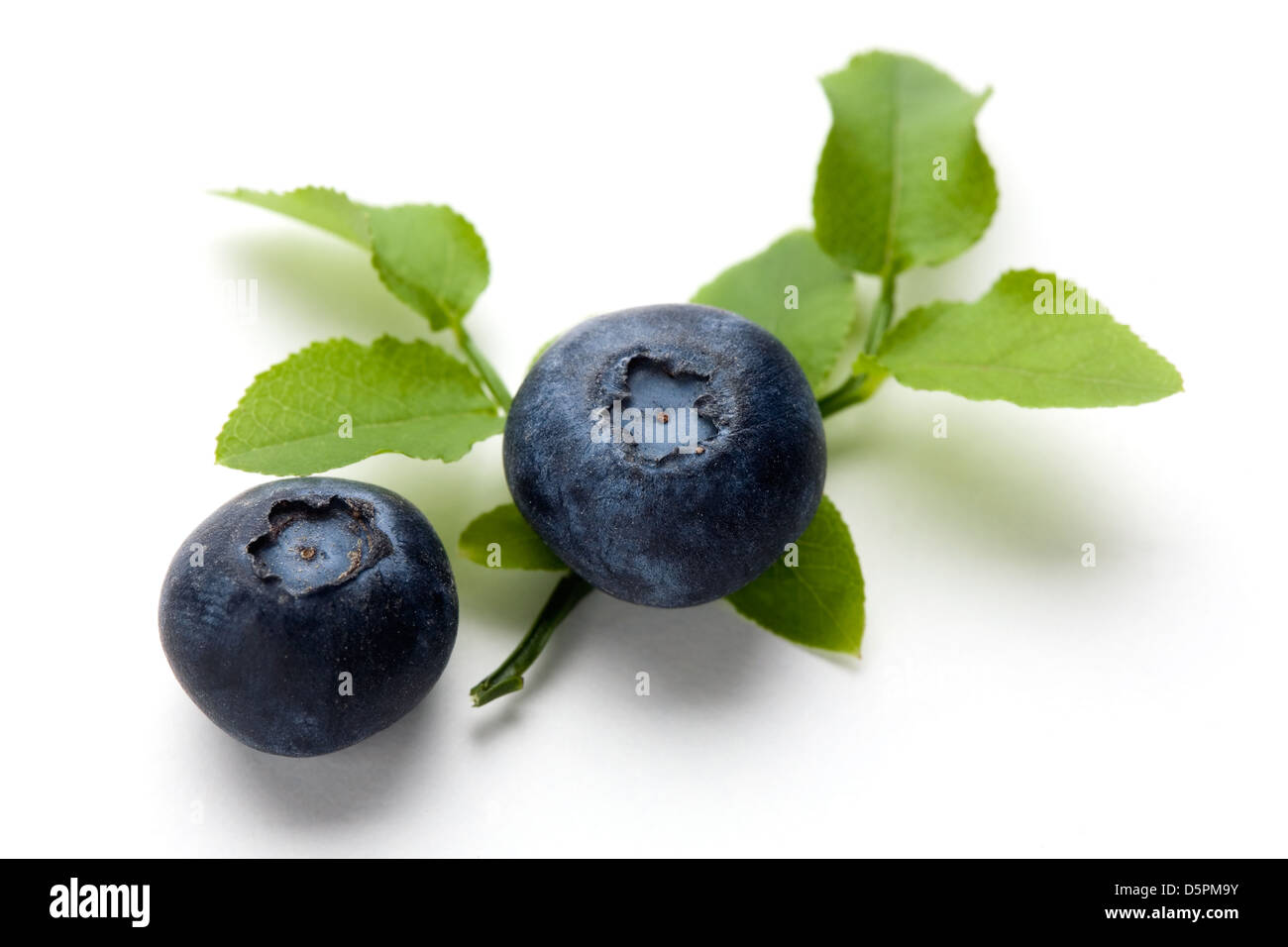 Fresh blueberries bunch leaves Cut Out Stock Images & Pictures - Alamy