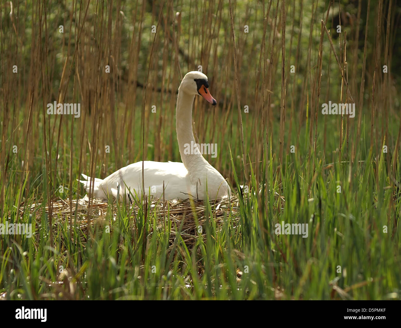 swan on nest Stock Photo - Alamy