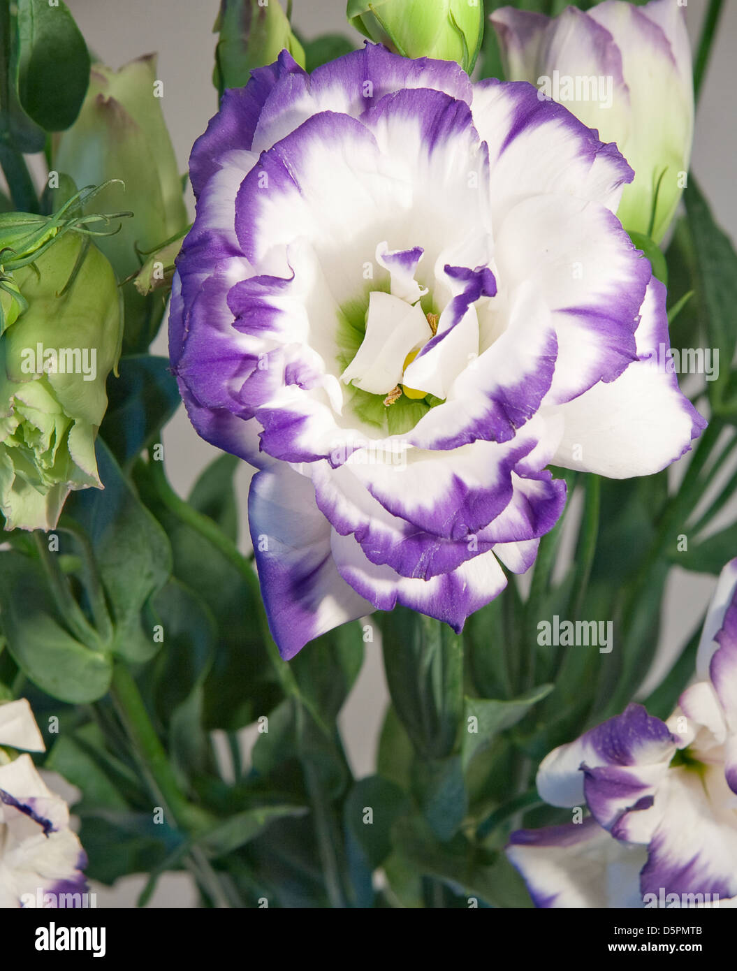 Lisianthus or Eustoma - the flower from central America Stock Photo - Alamy
