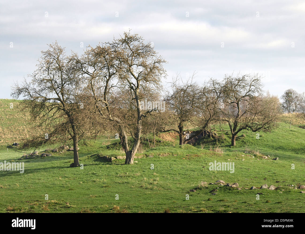 Old rural trees in the spring landscape Stock Photo - Alamy
