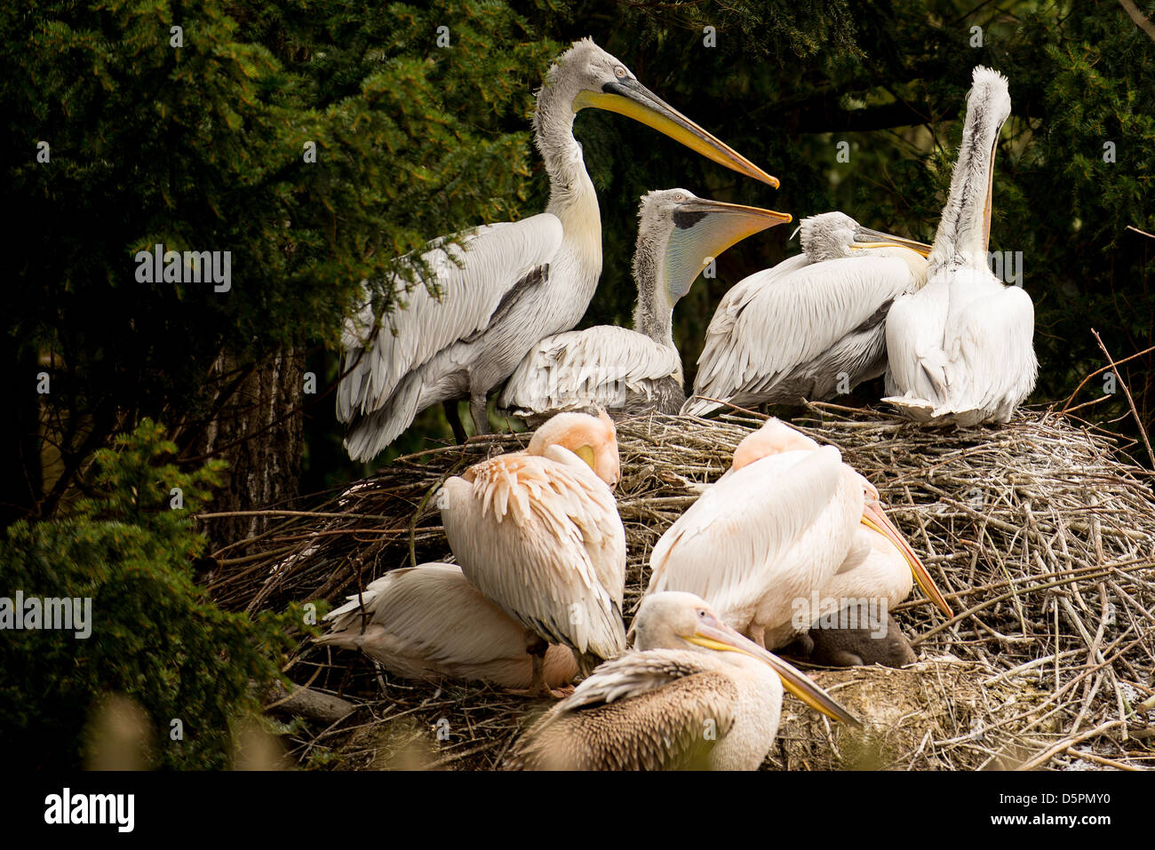 Pelicans on nest in zoo Stock Photo - Alamy