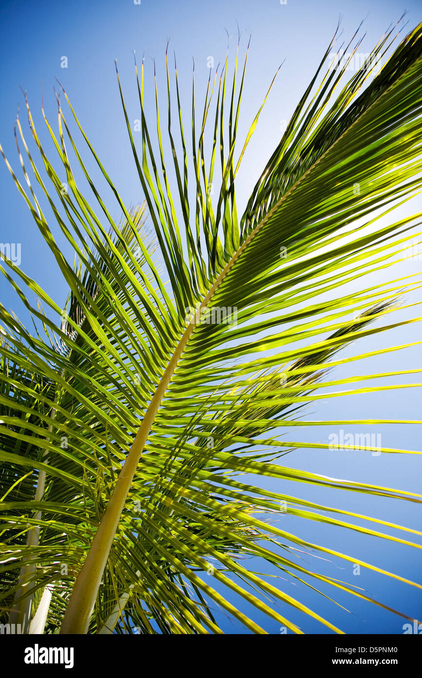 Detail of palm tree leaves in backlight Stock Photo - Alamy