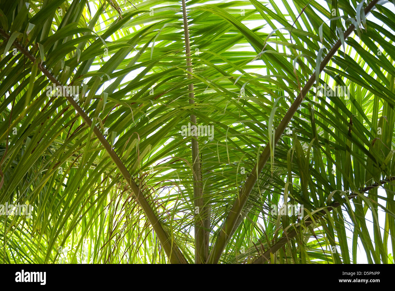 Close up of palm tree in backlight Stock Photo - Alamy