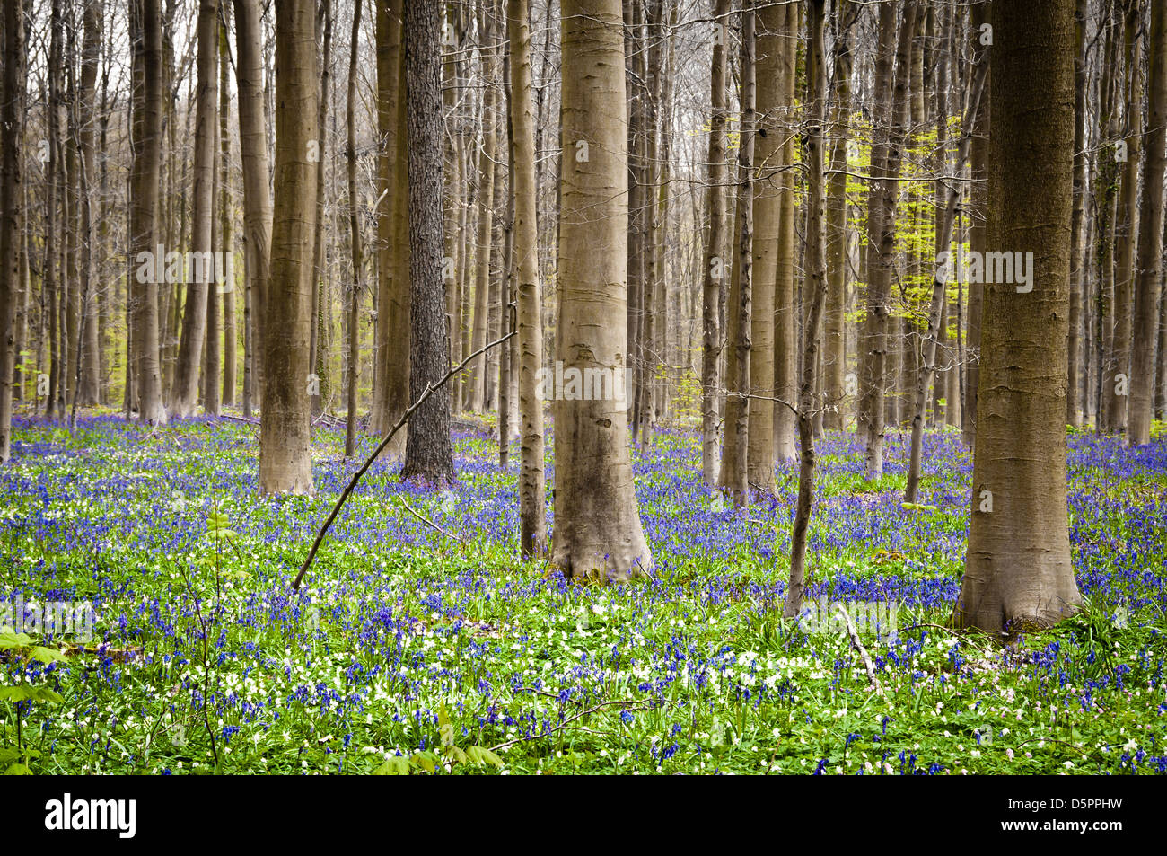 Bluebells in hallerbos hi-res stock photography and images - Alamy