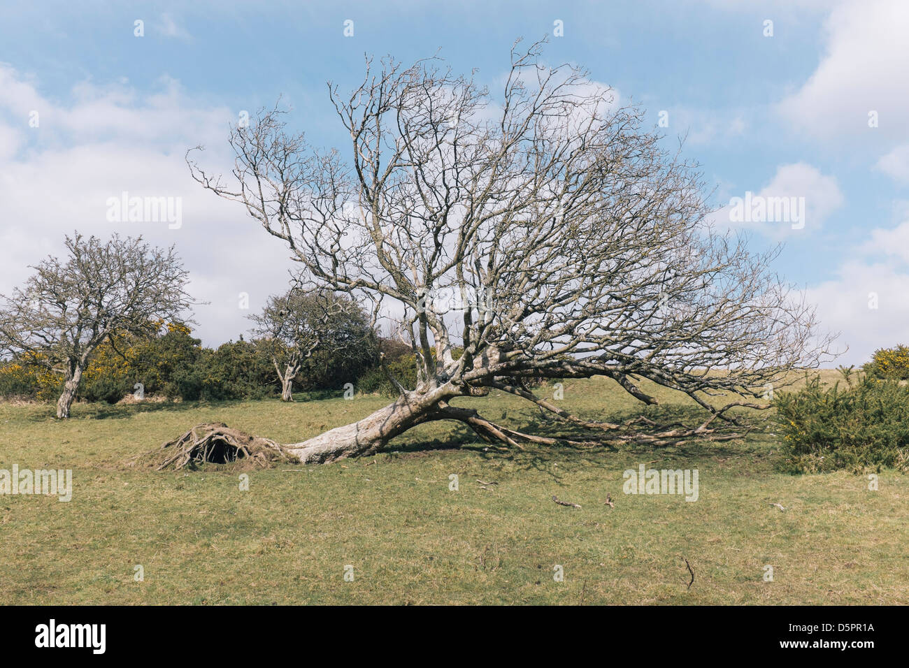 Fallen dead tree Stock Photo - Alamy