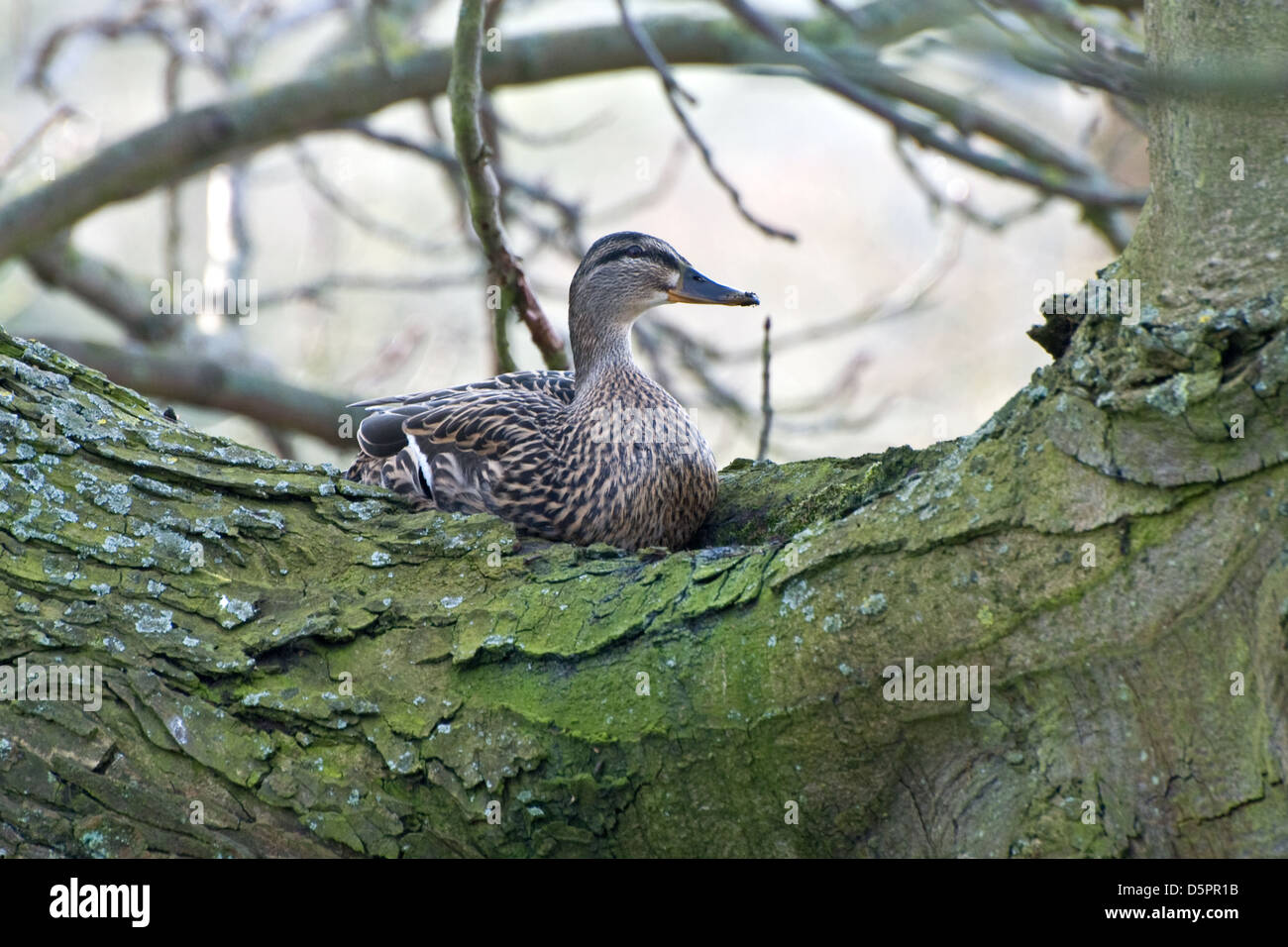 Duck in a tree Stock Photo - Alamy