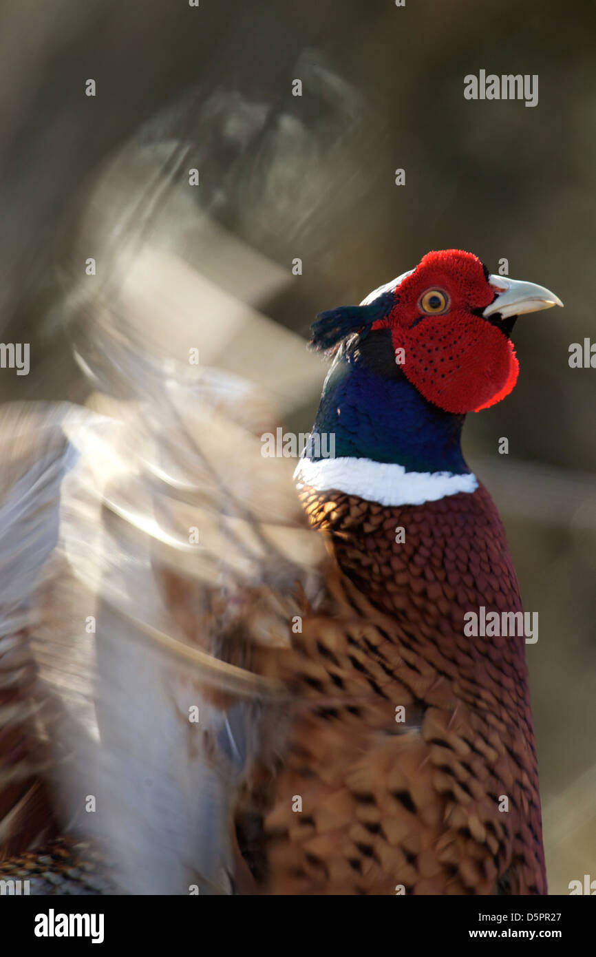 Male pheasant displaying during spring mating ritual Stock Photo - Alamy