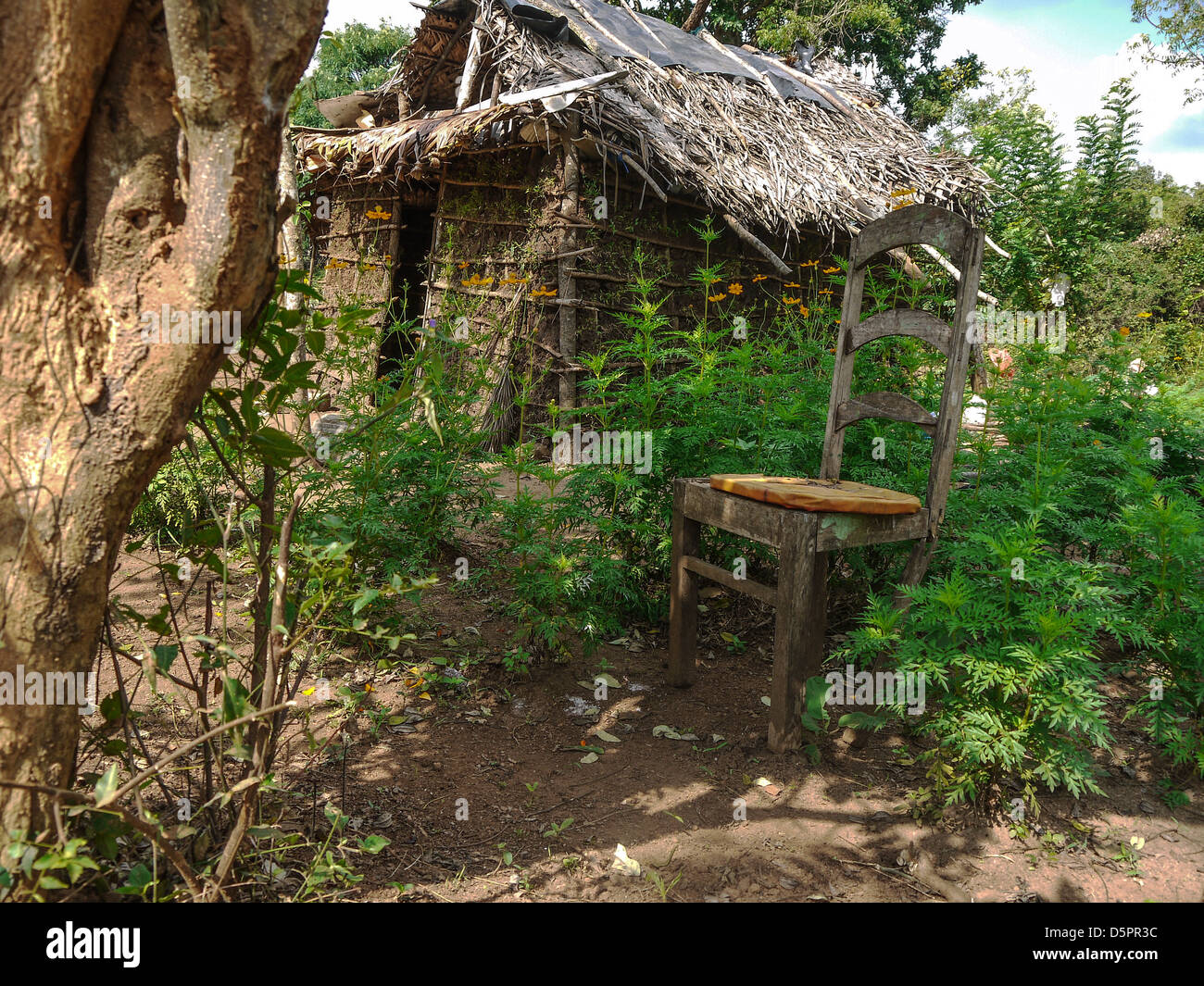 Poor family's straw hut in a Sri Lankan village near Sigiriya rock ...