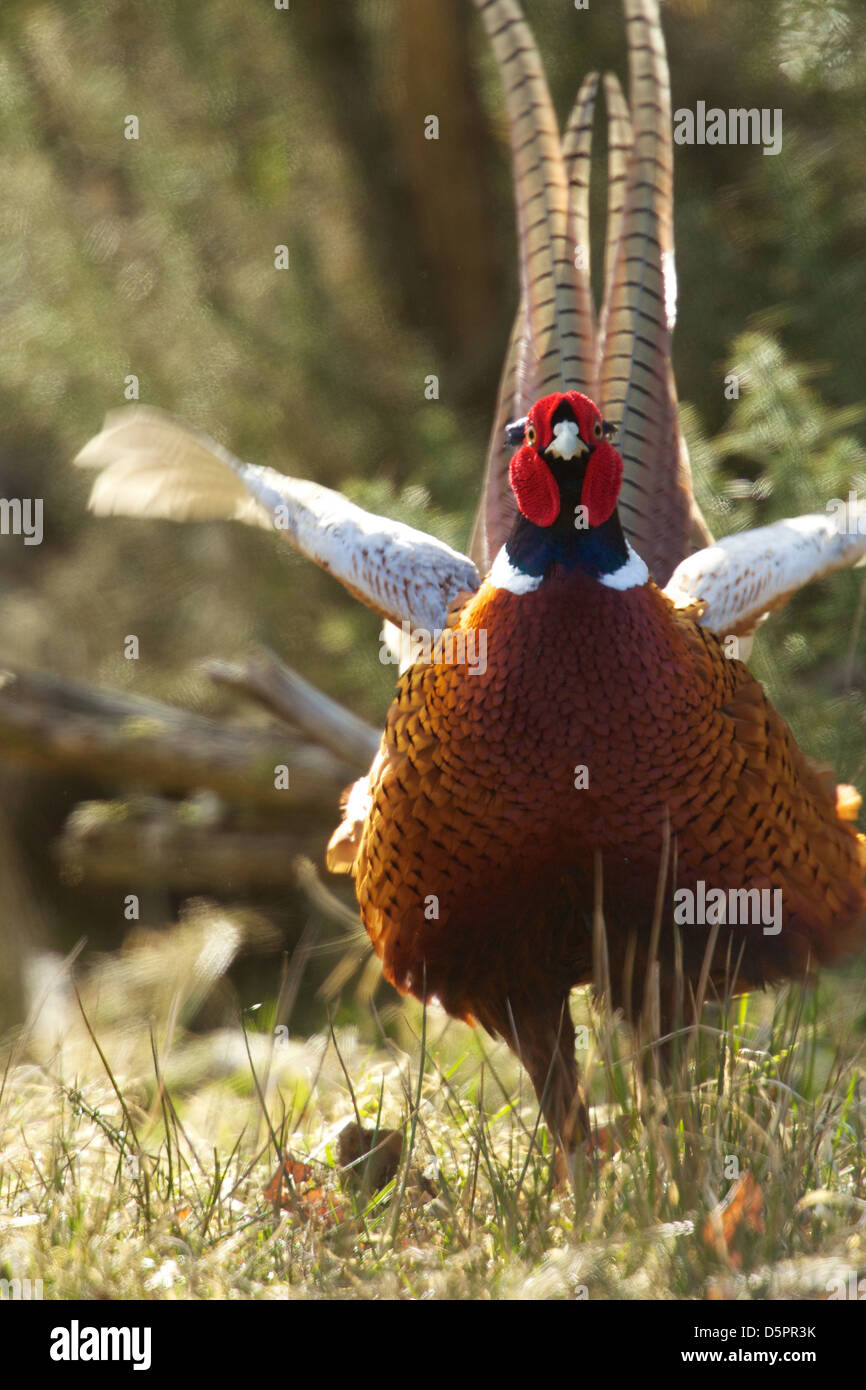 Male pheasant displaying during spring mating ritual Stock Photo - Alamy