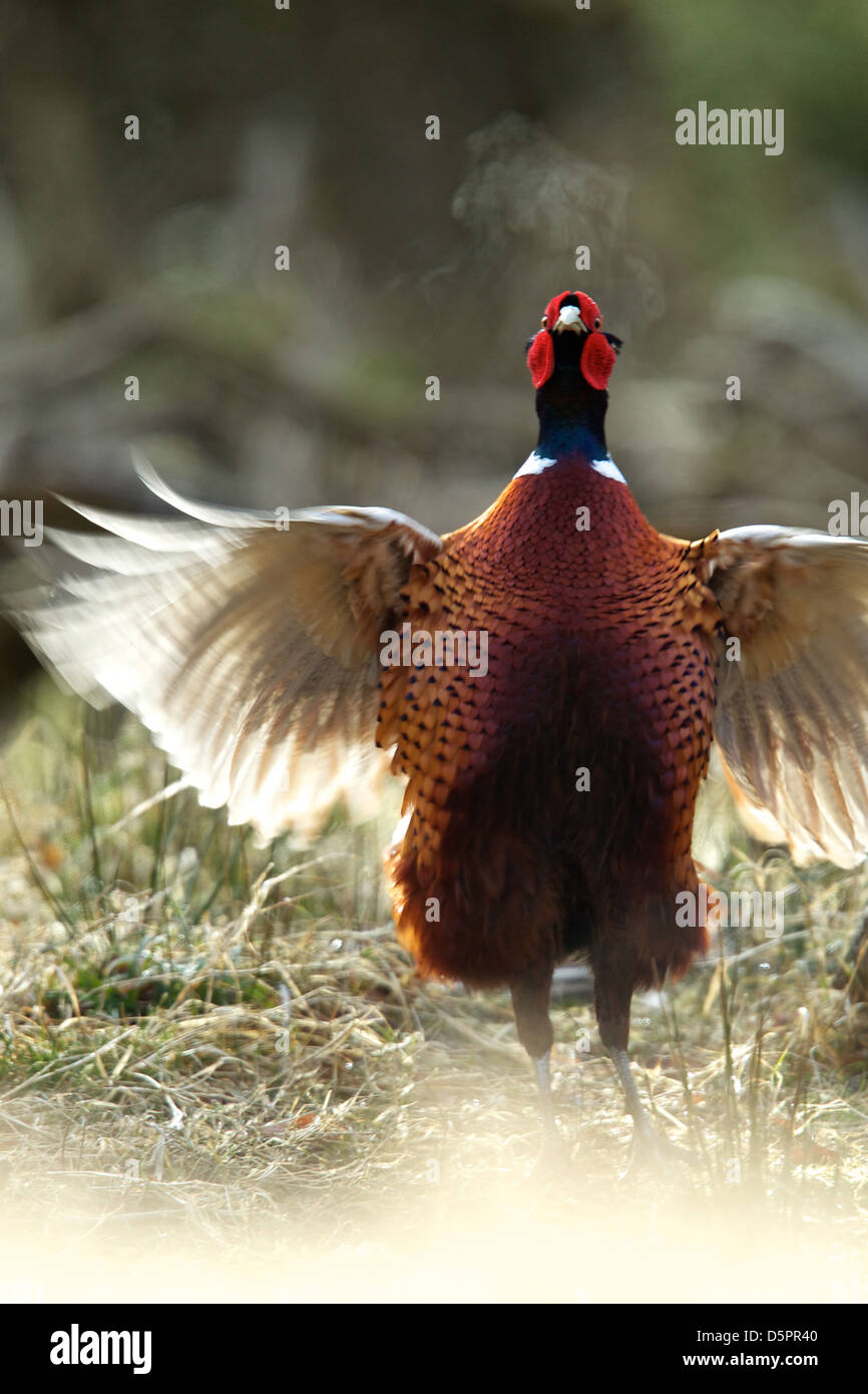 Male pheasant displaying during spring mating ritual Stock Photo - Alamy