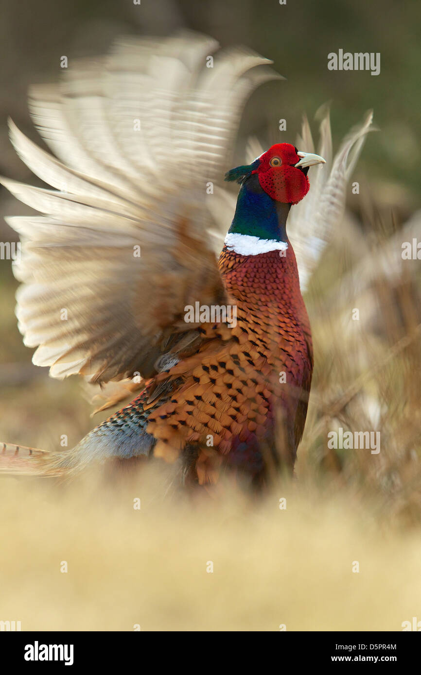 Male pheasant displaying during spring mating ritual Stock Photo - Alamy